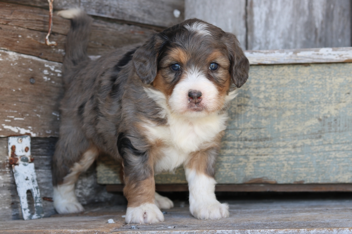 Female Merle Mini Bernedoodle Female Merle Mini Bernedoodle