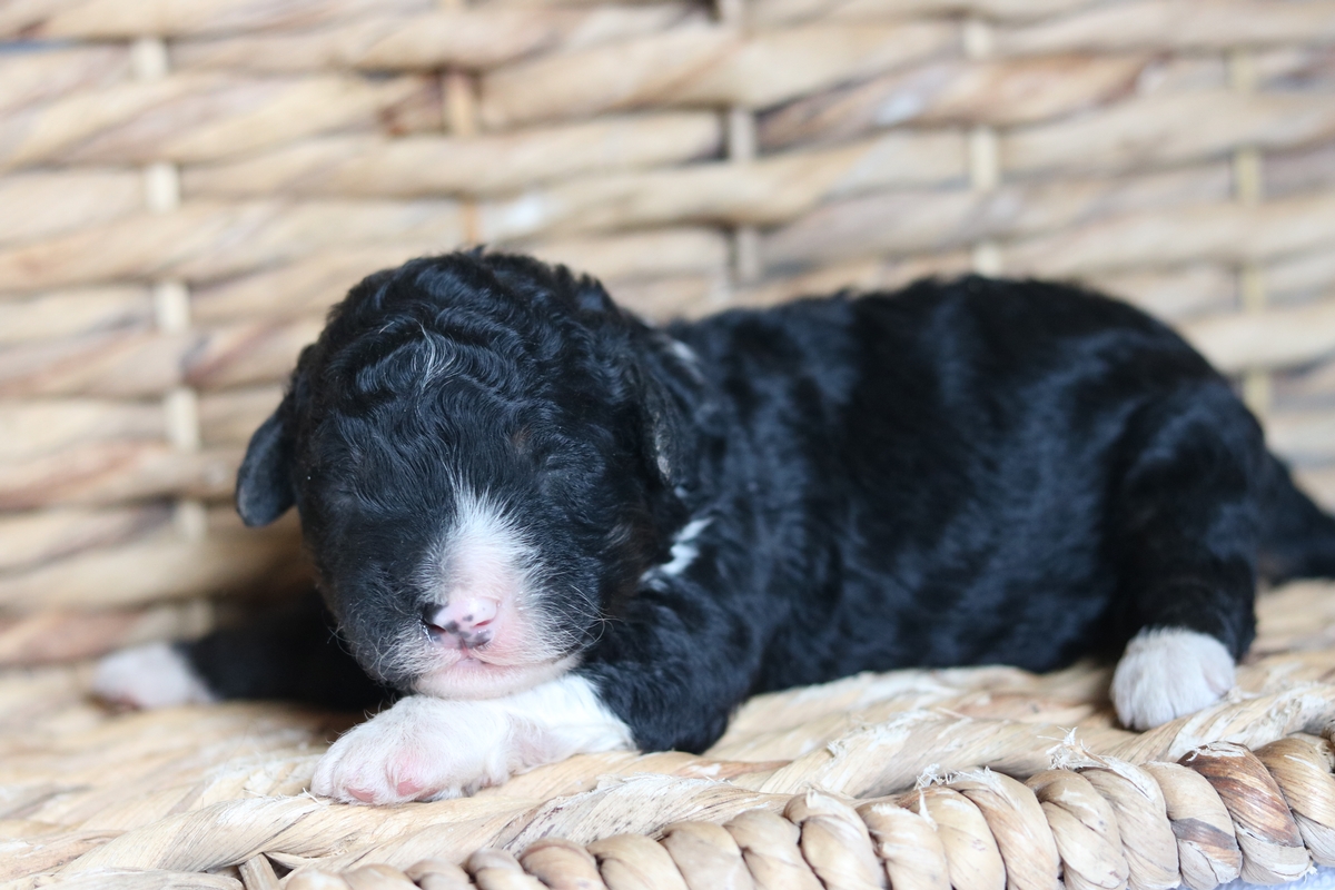Mini Bernedoodle Breeder - Miniature Bernedoodle Puppies For Sale