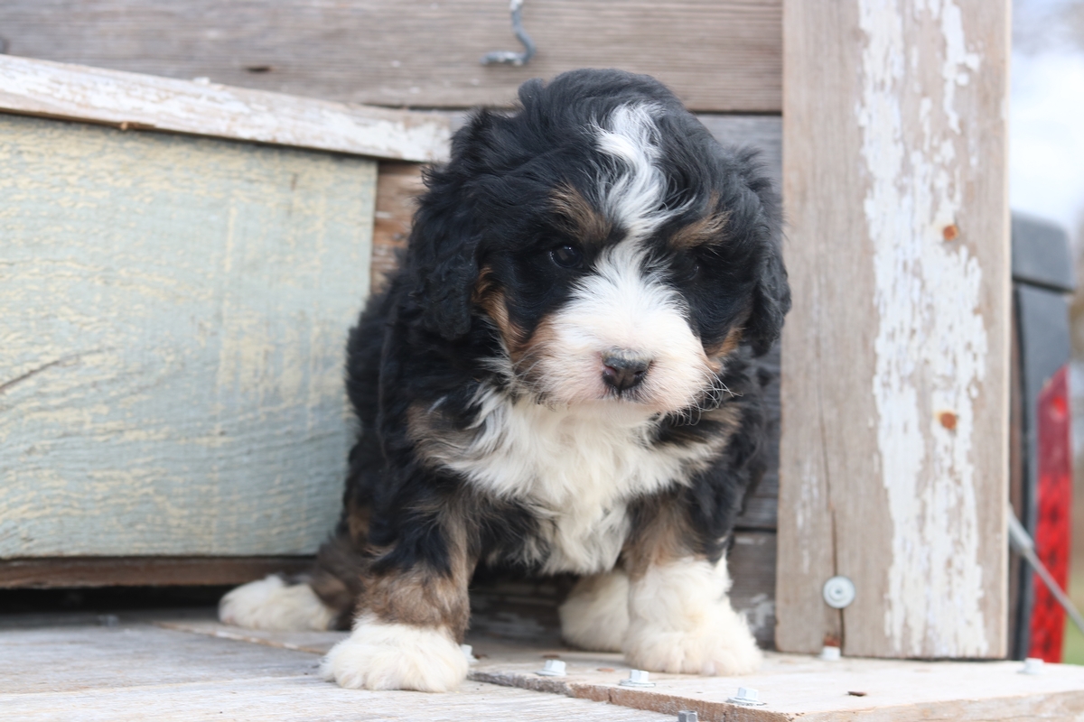 Black Tri Female Bernedoodle Black Tri Female Bernedoodle